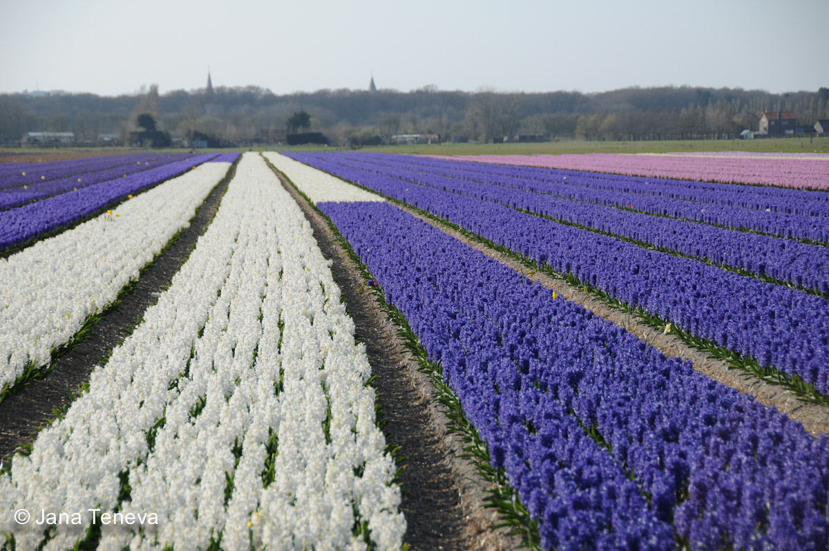 Jana around the world: Spring 2013: Dutch flower fields, lost in ...