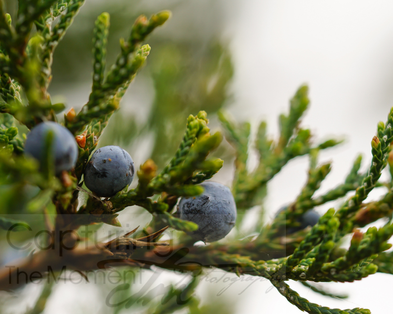 The Smith Ranch: Macro images taken at the Smith Ranch