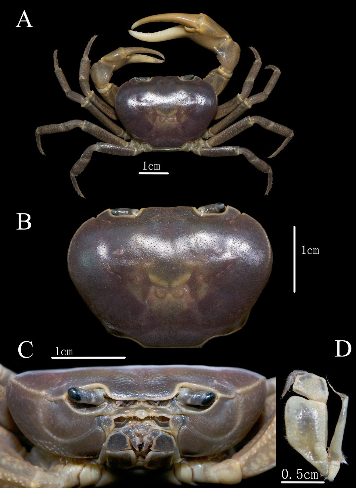 Species New to Science: [Crustacea • 2018] Chinapotamon maolanense • A ...