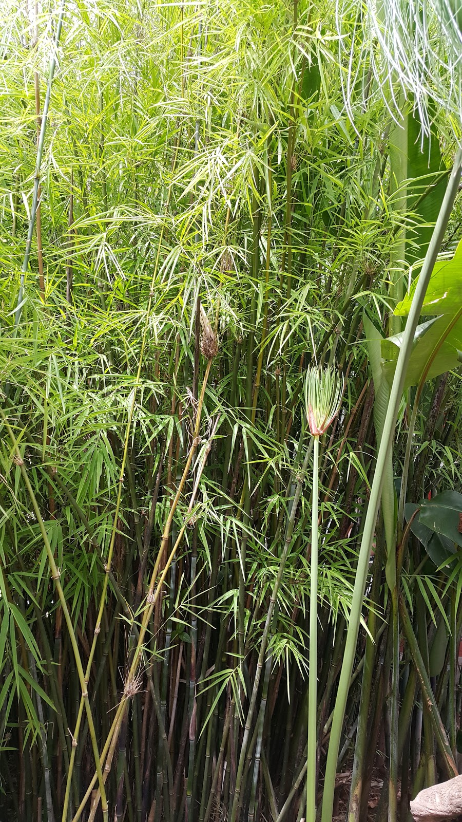 "Verdade//aspas" : 👪 Poaceae (Bambusa textilis 'gracilis')