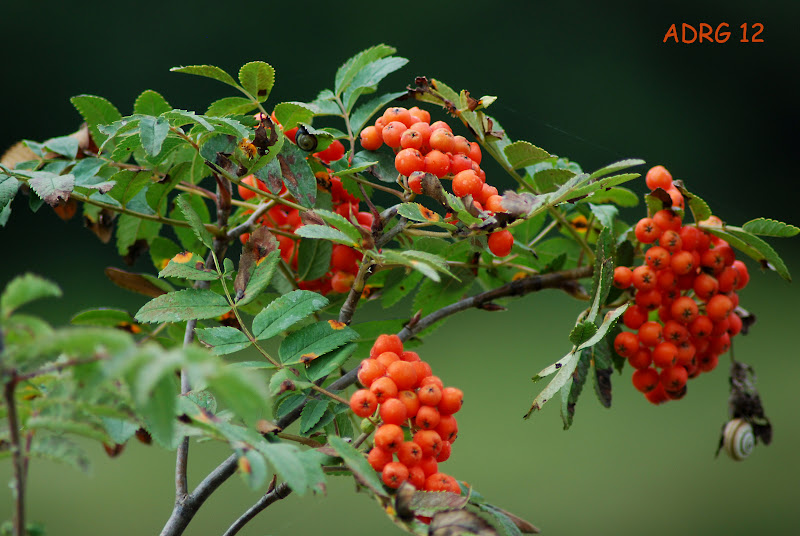 UN AMBIENTALISTA: Cuadernos de Botánica: El serbal del cazador