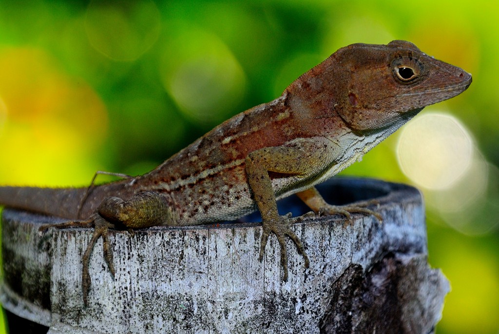 Visto al Pasar: Anolis Cybotes, o Anolis Cabezon
