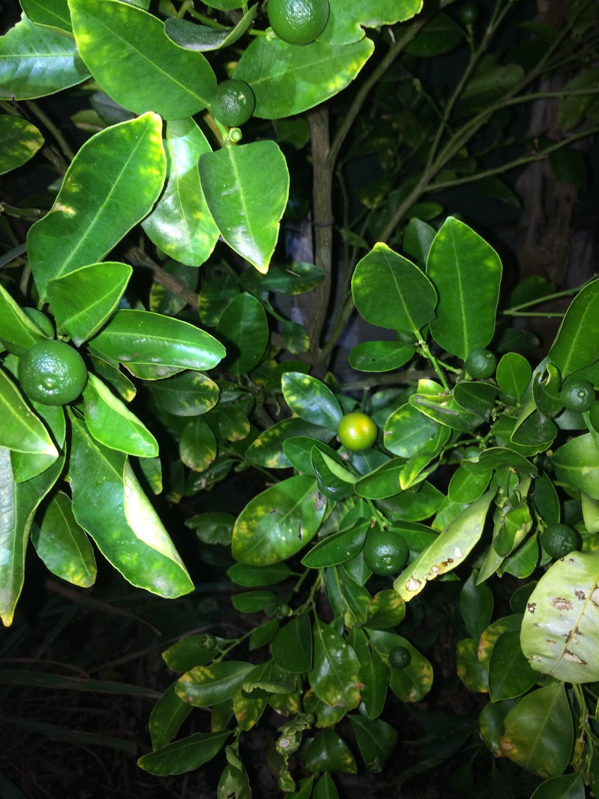 calamansi scientific name - philippin news collections