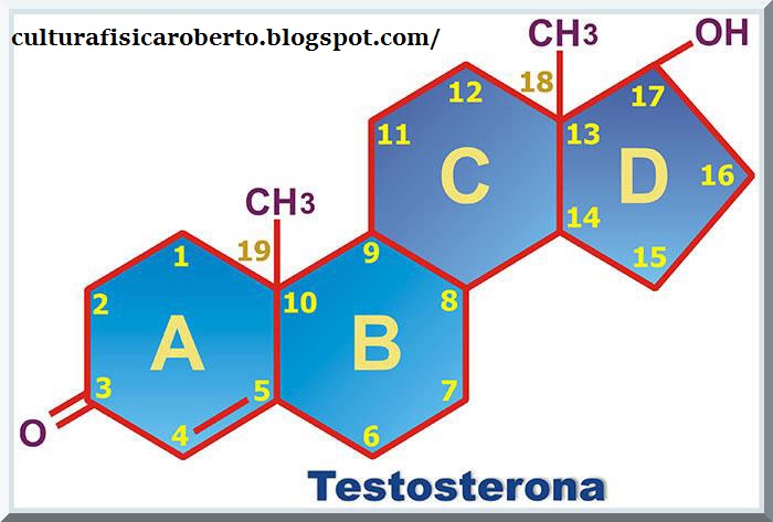 CULTURA FÍSICA ROBERTO: TESTOSTERONA O SUPER HORMÔNIO.