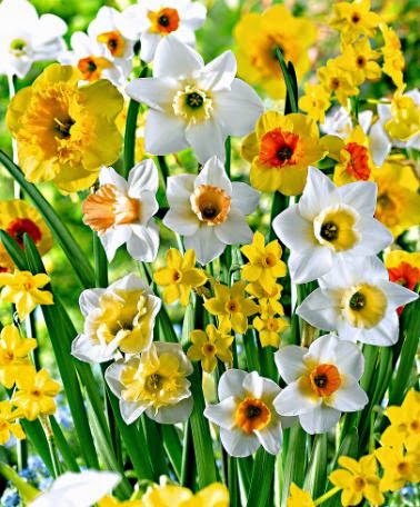 SECTIA IMPRUMUT CARTE PENTRU COPII: ISTORIA NARCISEI