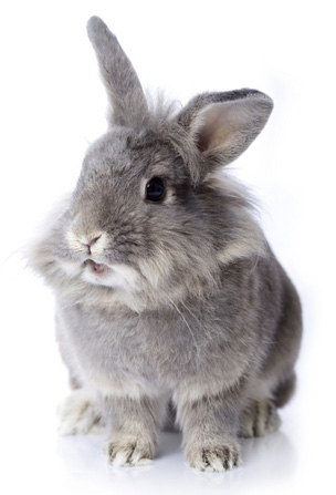 Rabbits (sample specie, European rabbit (Oryctolagus cuniculus ...