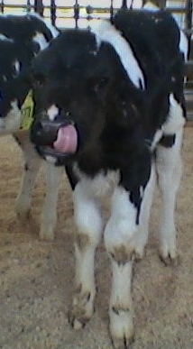 A Day in the Life of a Cow Vet: Droopy Ears and Drunken Behavior