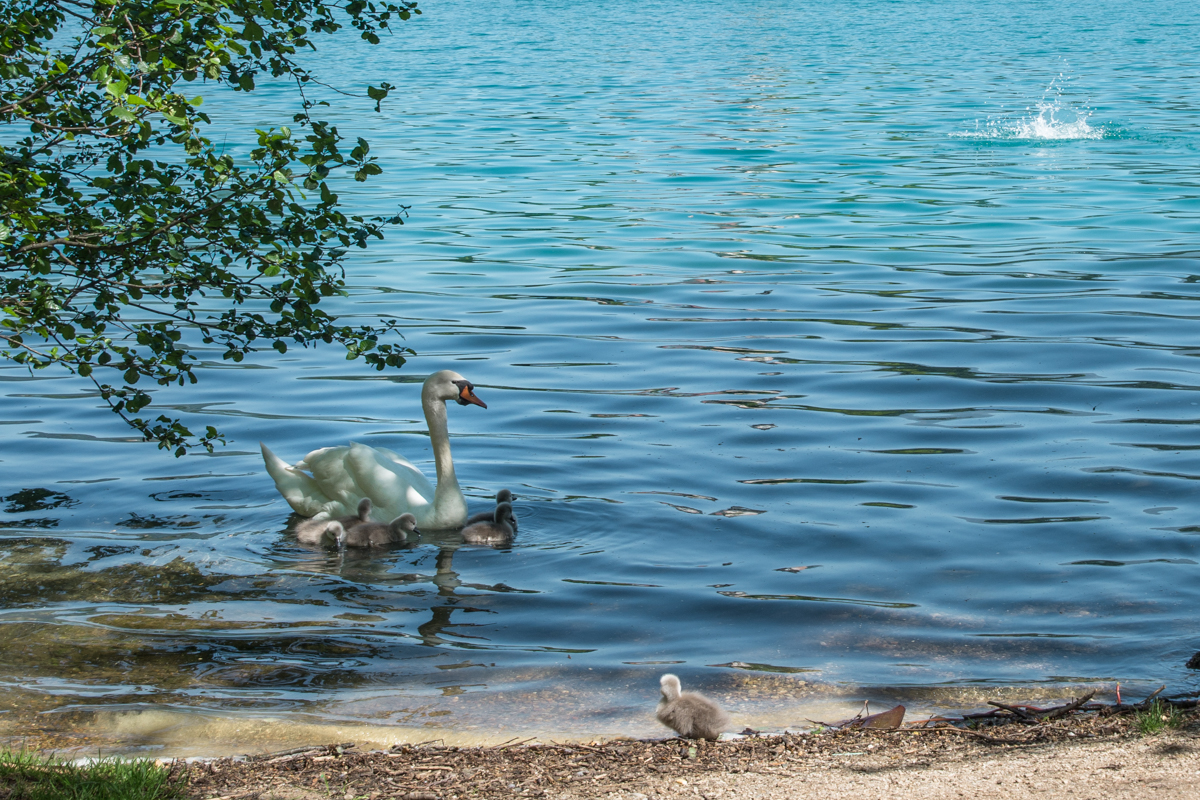 Labodja družina na Blejskem jezeru
