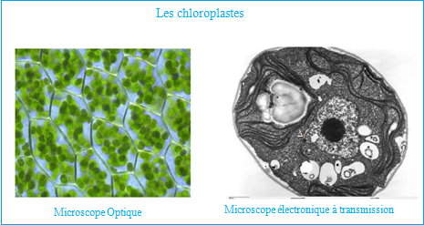 Les différents types des microscopes - Optique, Photonique, Electronique | Bio faculté