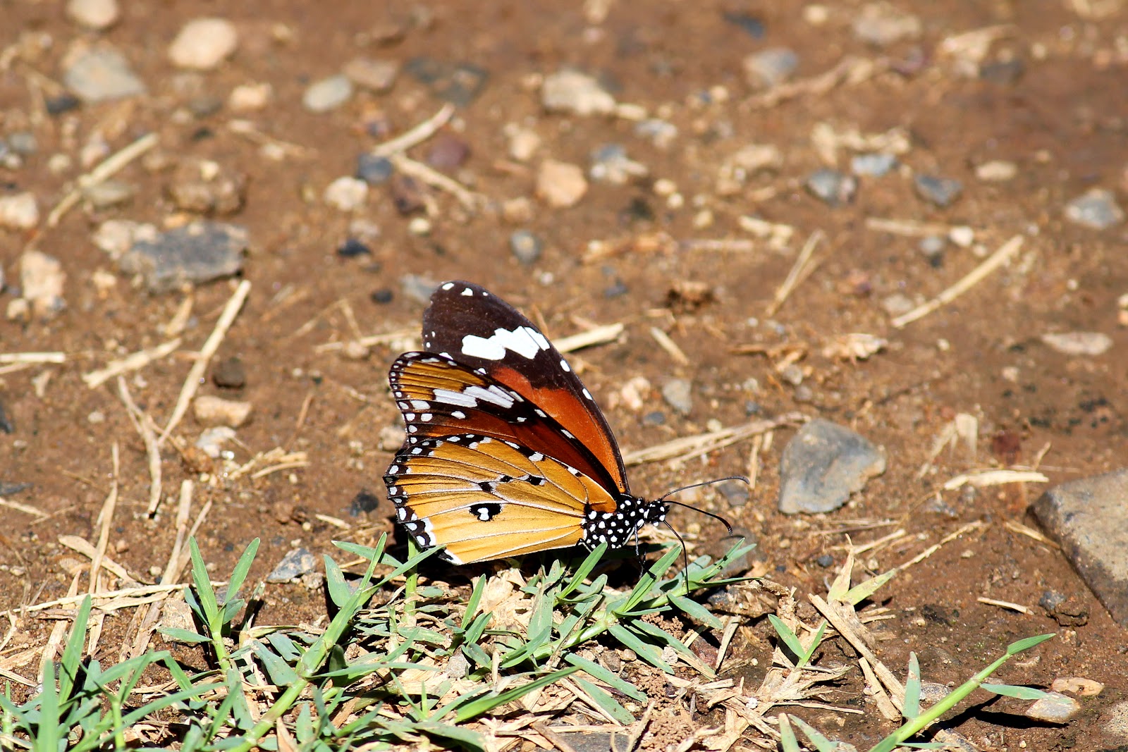 Gunderson Durban South Africa Mission: March: Molweni, Swaziland, YW Camp