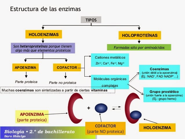 aulabiogeotoni: 2º BIOLOGÍA BACHILLERATO. ENZIMAS