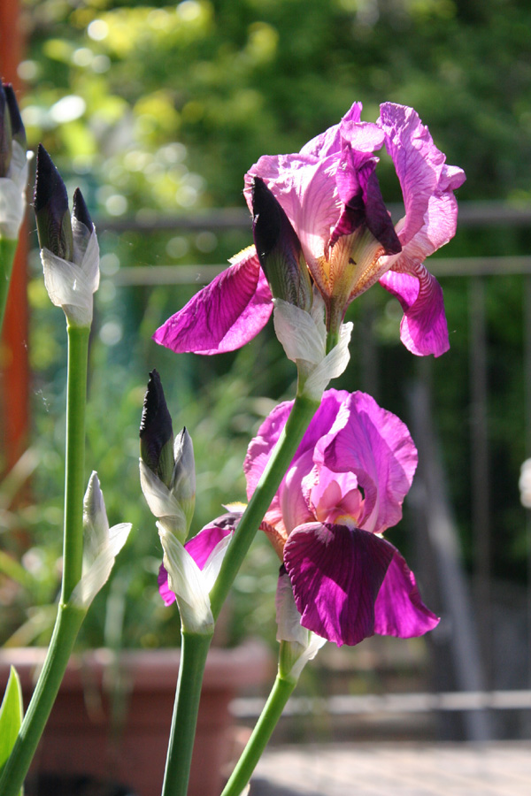 The Proud Garden: Happy Iris Day!