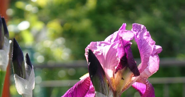 The Proud Garden: Happy Iris Day!