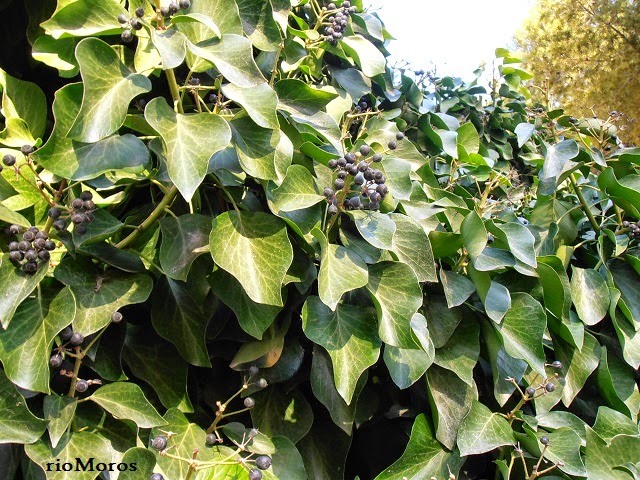 HIEDRA: Hedera helix | Plantas rioMoros