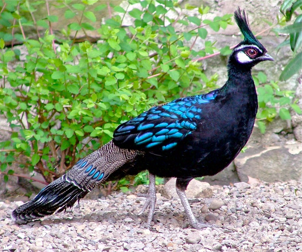 Palawan Peacock-Pheasant | Fun Animals Wiki, Videos, Pictures, Stories