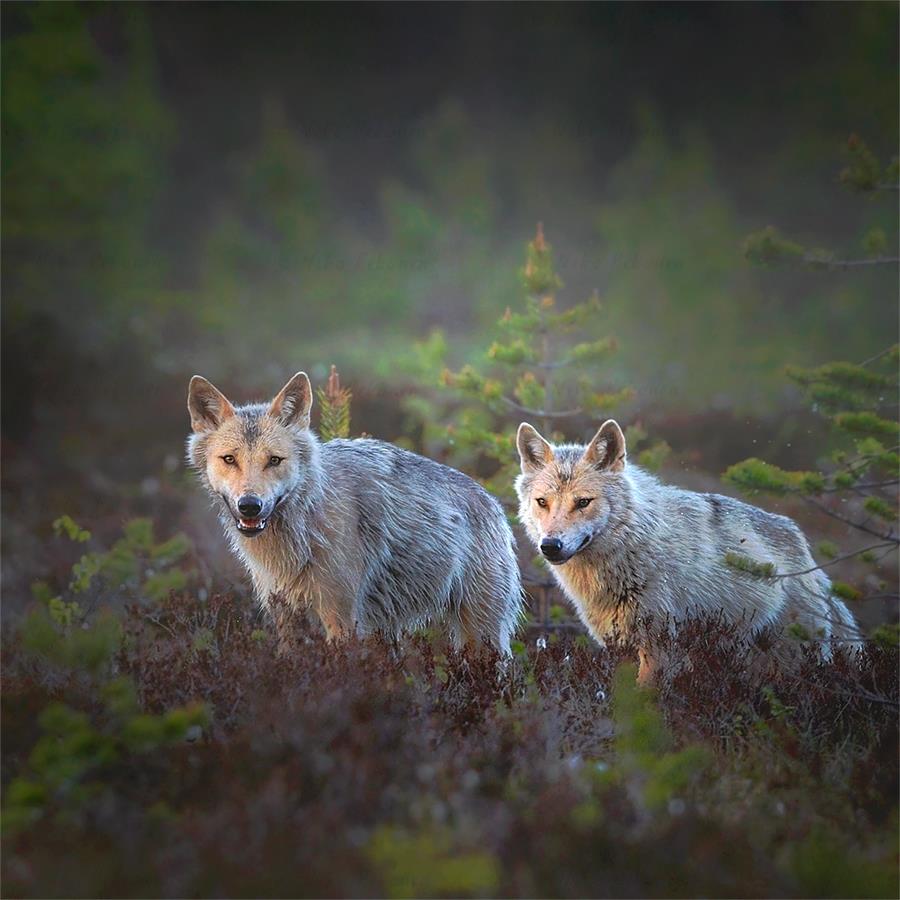 White Wolf : Stunning beauty of wild wolves in Finland by award winning ...