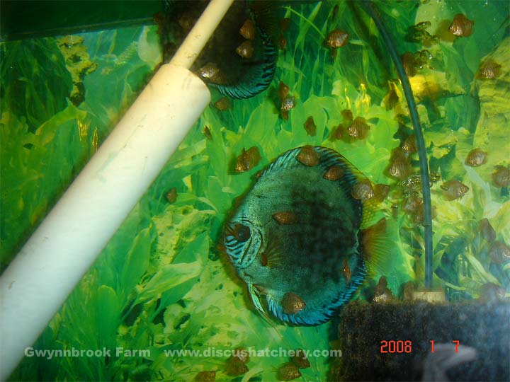 Discus: Brilliant Turquoise Discus Fish Breeding Pair & Fry