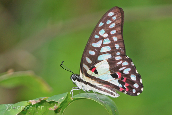 RAJA KUPU KUPU: the Common Jay (Graphium doson evemonides)