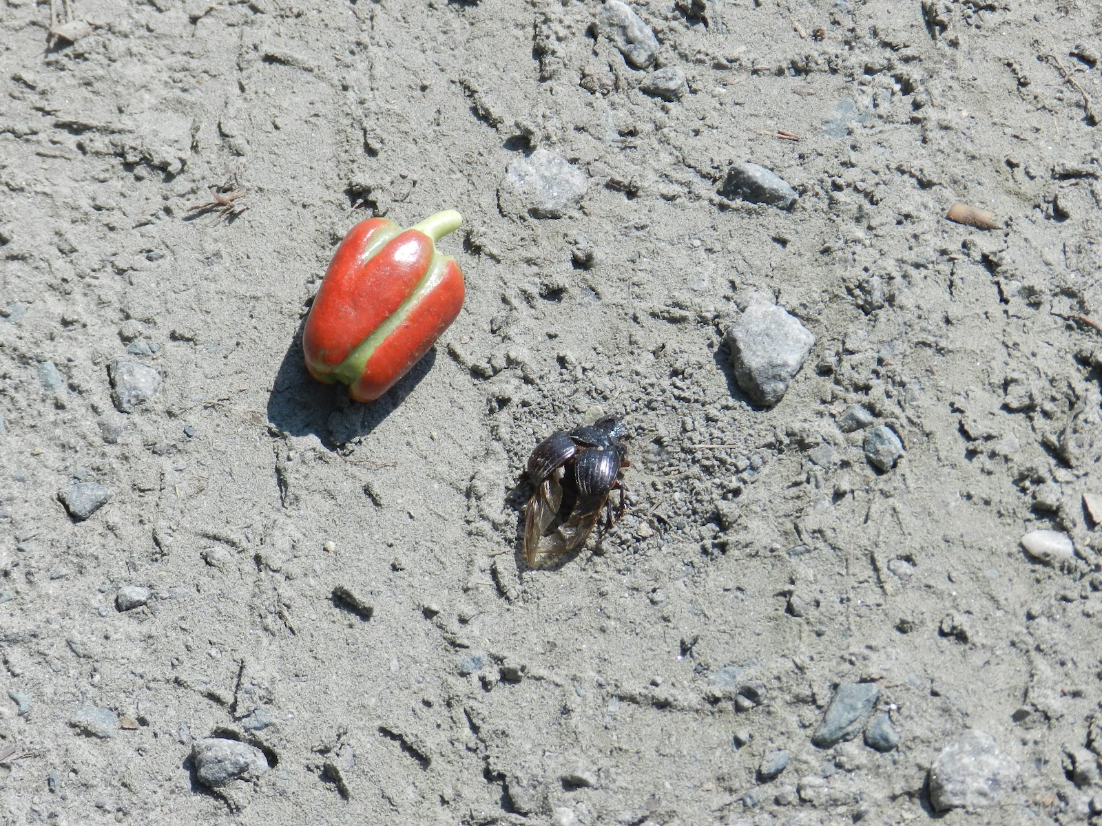 AP Bio Project: Insect (solitary)- Beetle