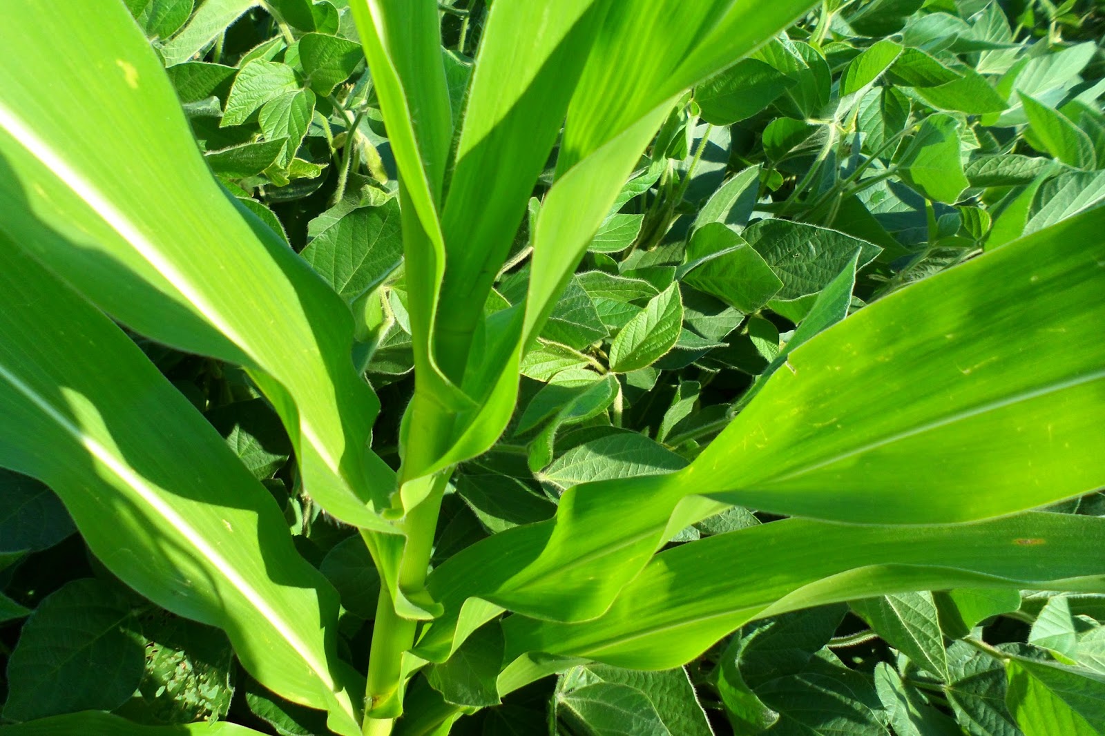 The Perennial Agriculturalist: volunteer industrial corn