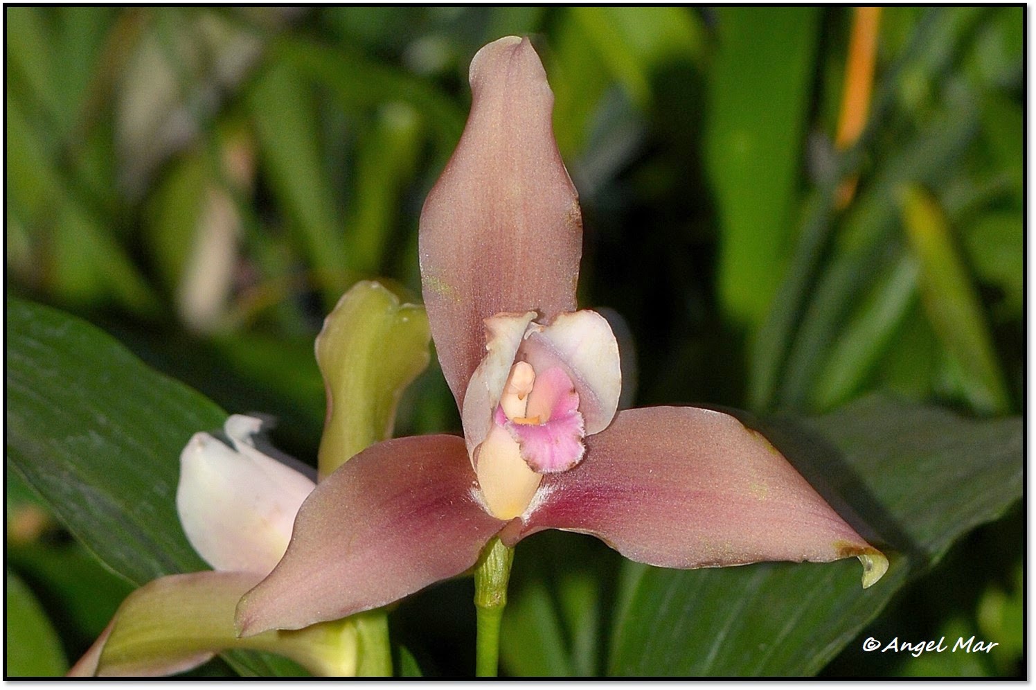 Flores y Bichos ***: Lycaste lucianii
