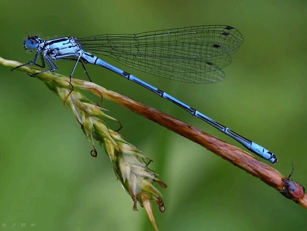 Andy foto natura: Libelulas
