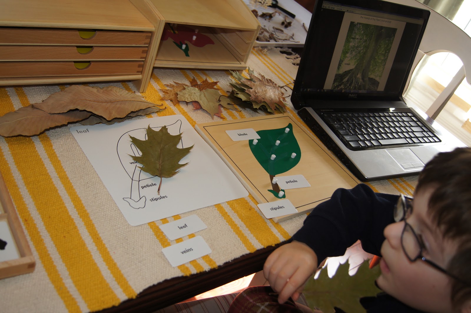 Botany 1 - Montessori Botany Puzzle Cabinet Work - "Making Montessori Ours"