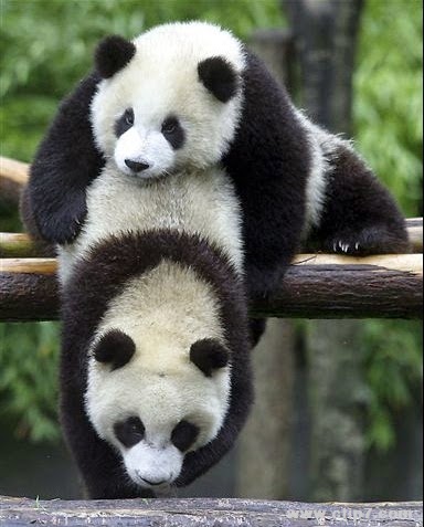 Imagenes osos panda: Fotografia osos panda jugando [11-4-16]