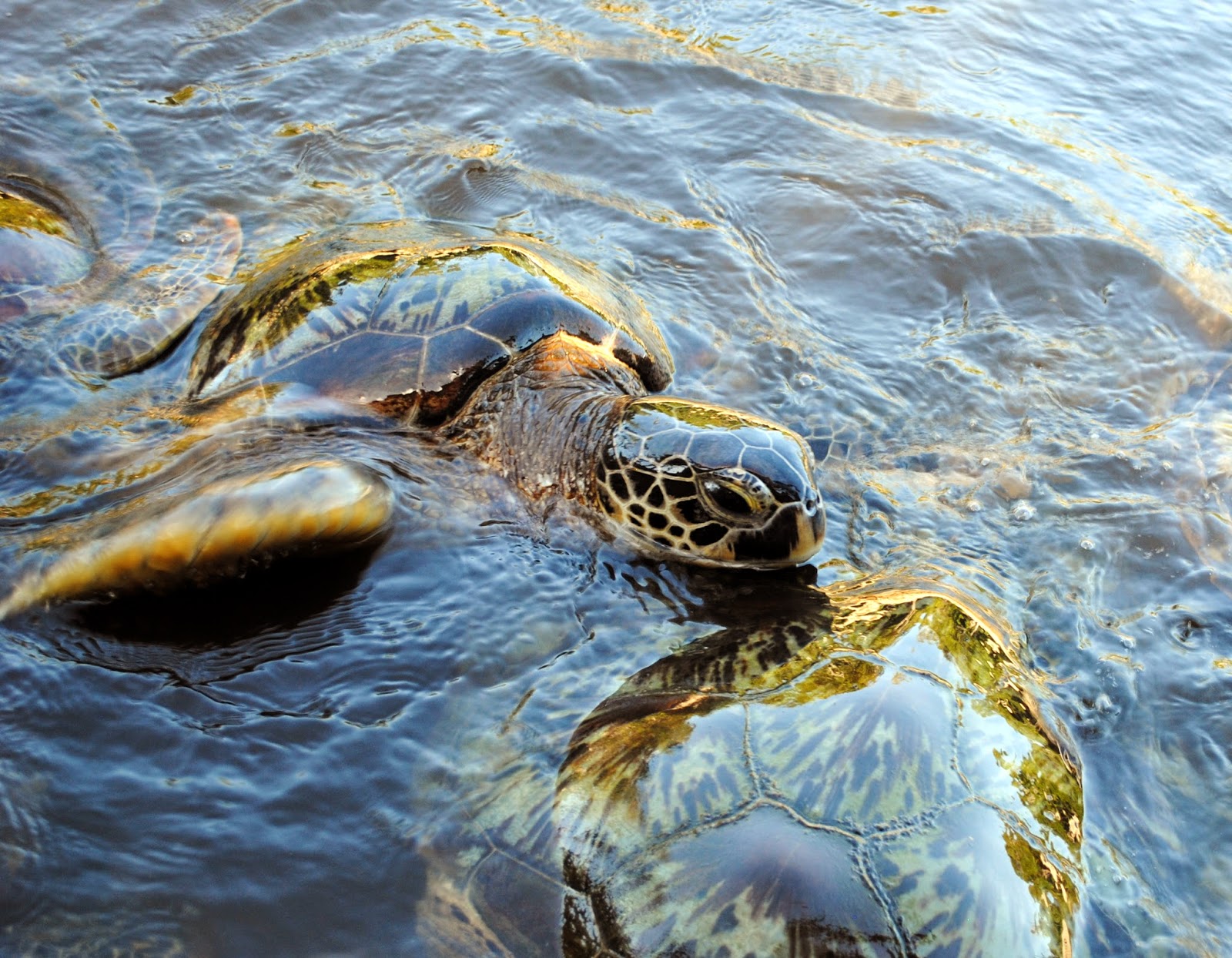 Virtual Information Project: Sea Turtles & Community Conservation