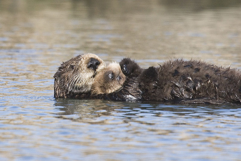 Artes de Pesca: LA NUTRIA