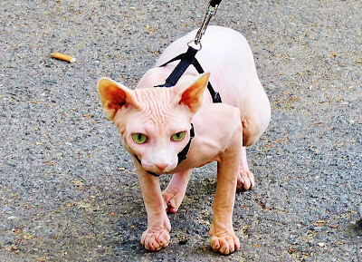 EV Grieve: Today in photos of cats in Tompkins Square Park