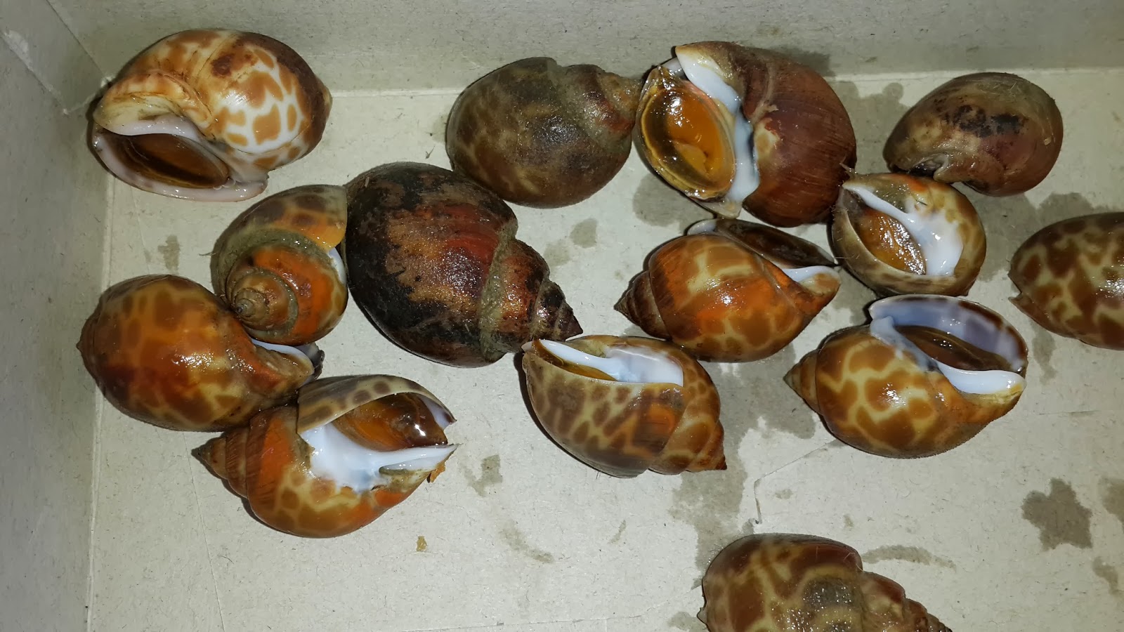 O Lovely: Sea Snail--Whelks