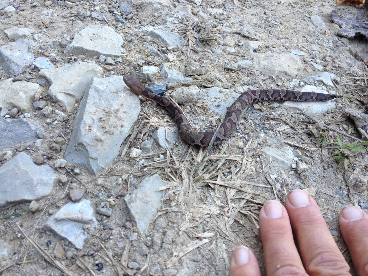 Julie Zickefoose on Blogspot: What Happened Next