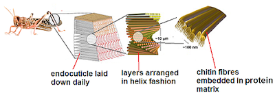 Time to Fly: Literature review