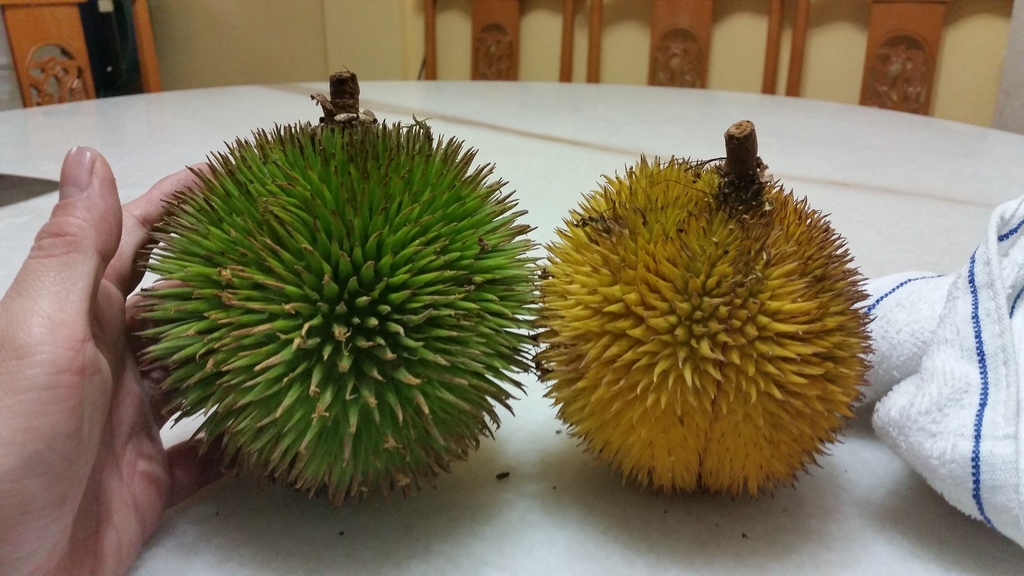 Durianlicious: Red Durian - Myth or Mystery?