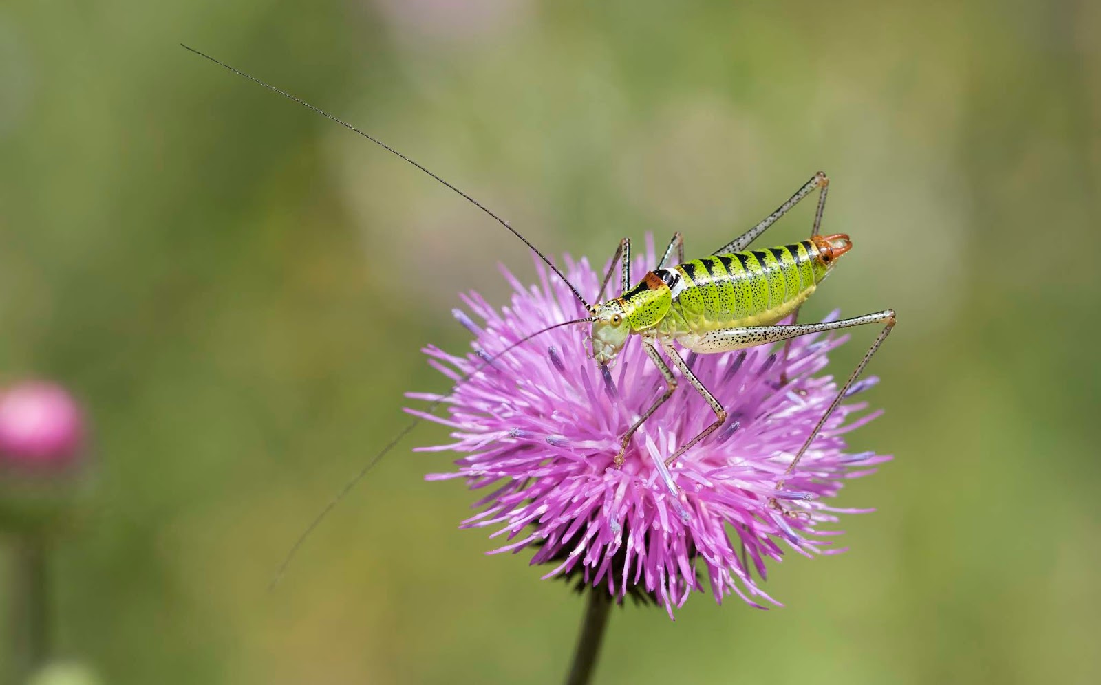 Bob's Butterfly and Bird Blog: Bulgarian Insects.