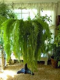 Koleksi Tanaman Hias: Suplir atau Pakis Boston (Nephrolepsis exaltata ...