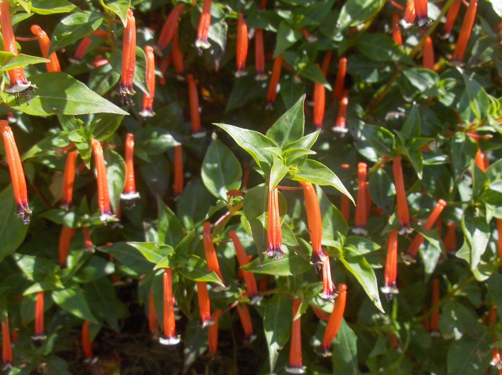 Aprendiz: Cuphea ignea y Cuphea hyssopifolia