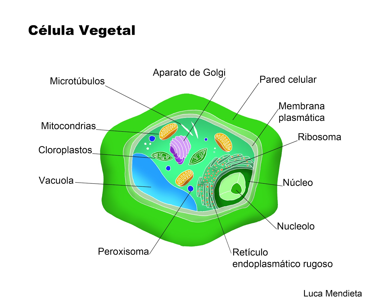 aadls997: La célula Vegetal y su importancia.
