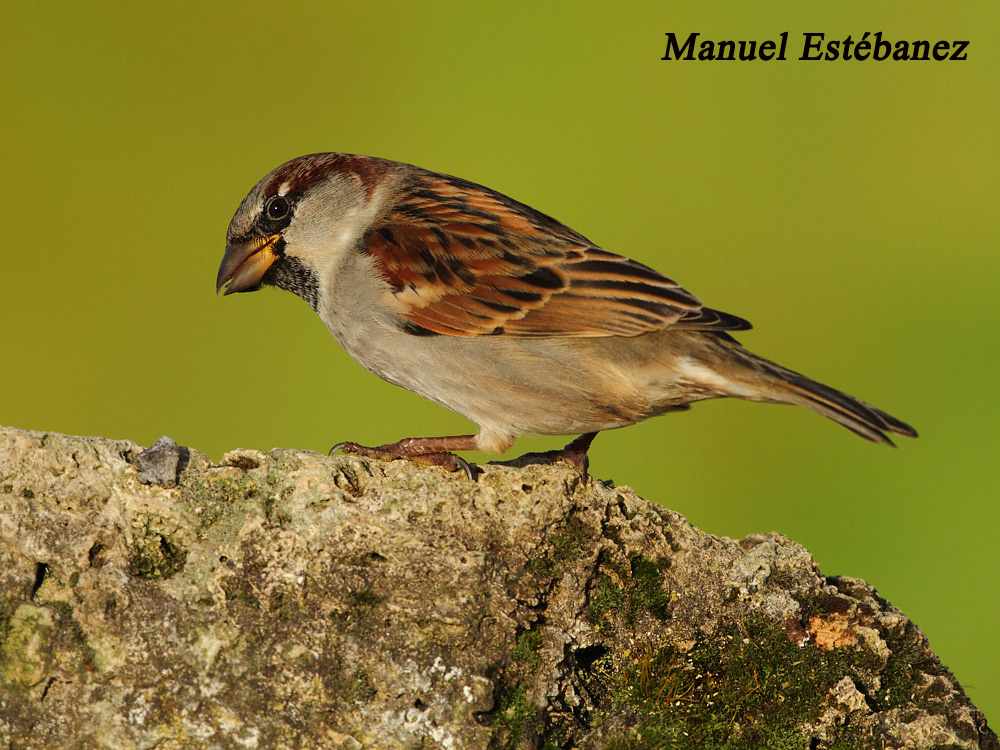 Miradas Cantábricas: Gorrión común (Passer domesticus)