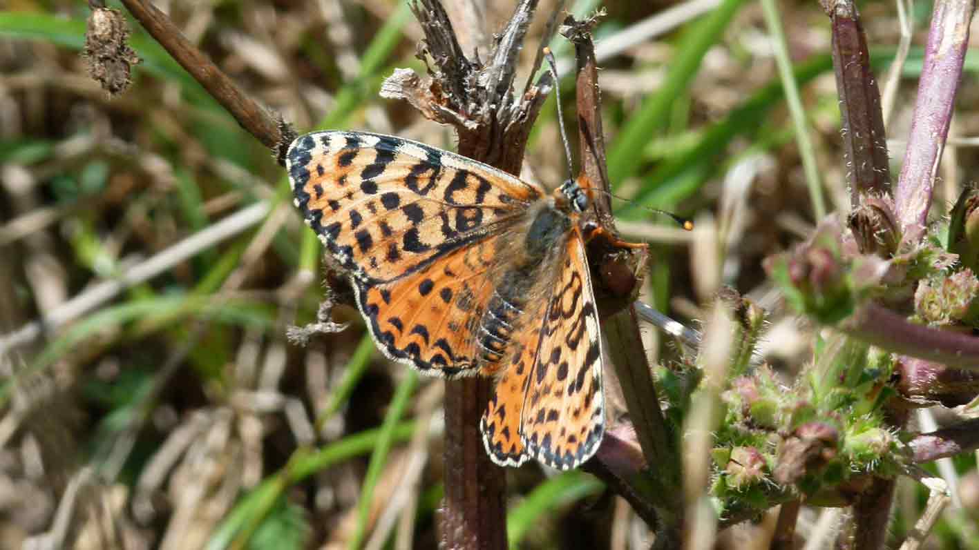 Faune Flore d'Ul: Papillon : La Mélitée orangée