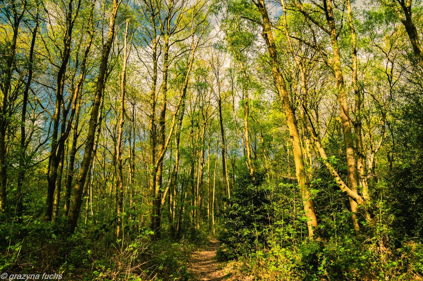 Enjoy your time with beautiful places: Epsom Common