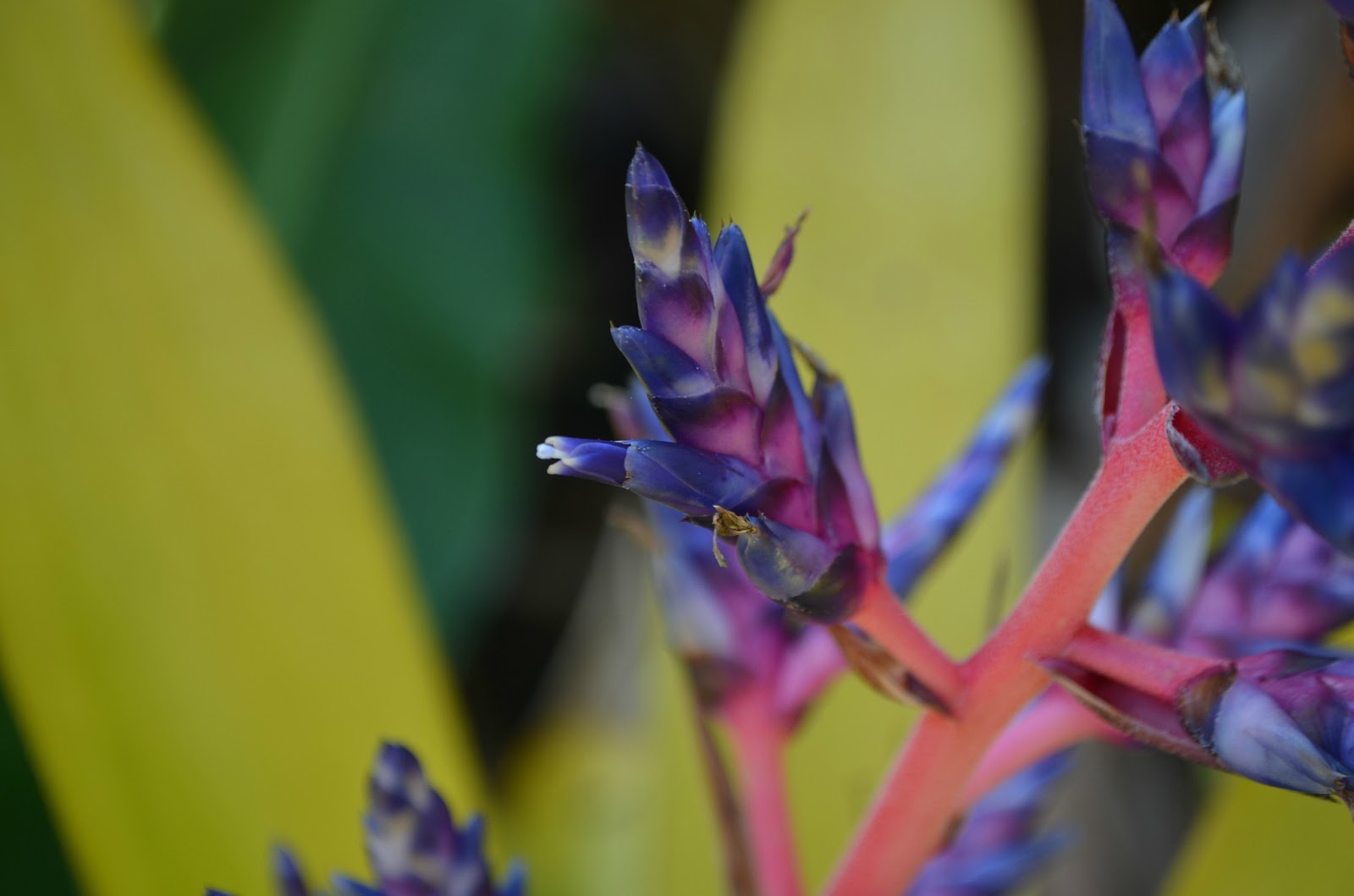 Succulent Bromeliads and others : Aechmea 'Blue Tango'