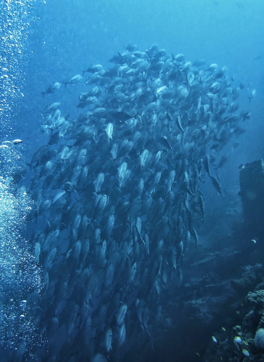 Wakatobi: Ali Reef Busy Day Underwater ~ Life Is An Absurd Journey