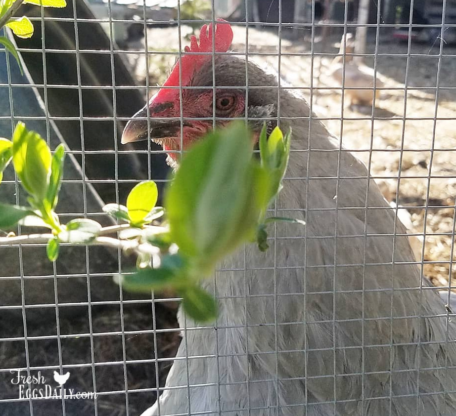 Handling a Bully in your Chicken Flock - Fresh Eggs Daily® with Lisa Steele