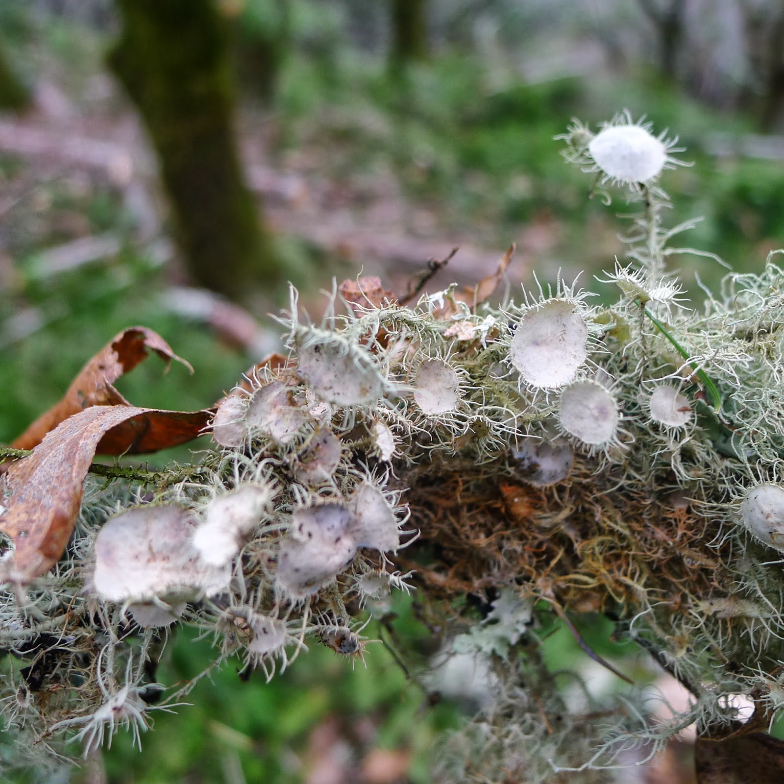 Pepperwood Field Notes: Exploring the World of Lichen with Shelly Benson