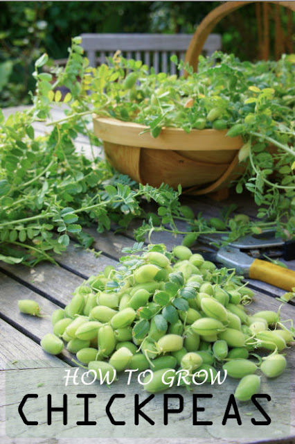 Tips On How to Grow Chickpeas, Garbanzo Beans - Everything About Garden Tips On How to Grow Chickpeas, Garbanzo Beans - Everything About Garden
