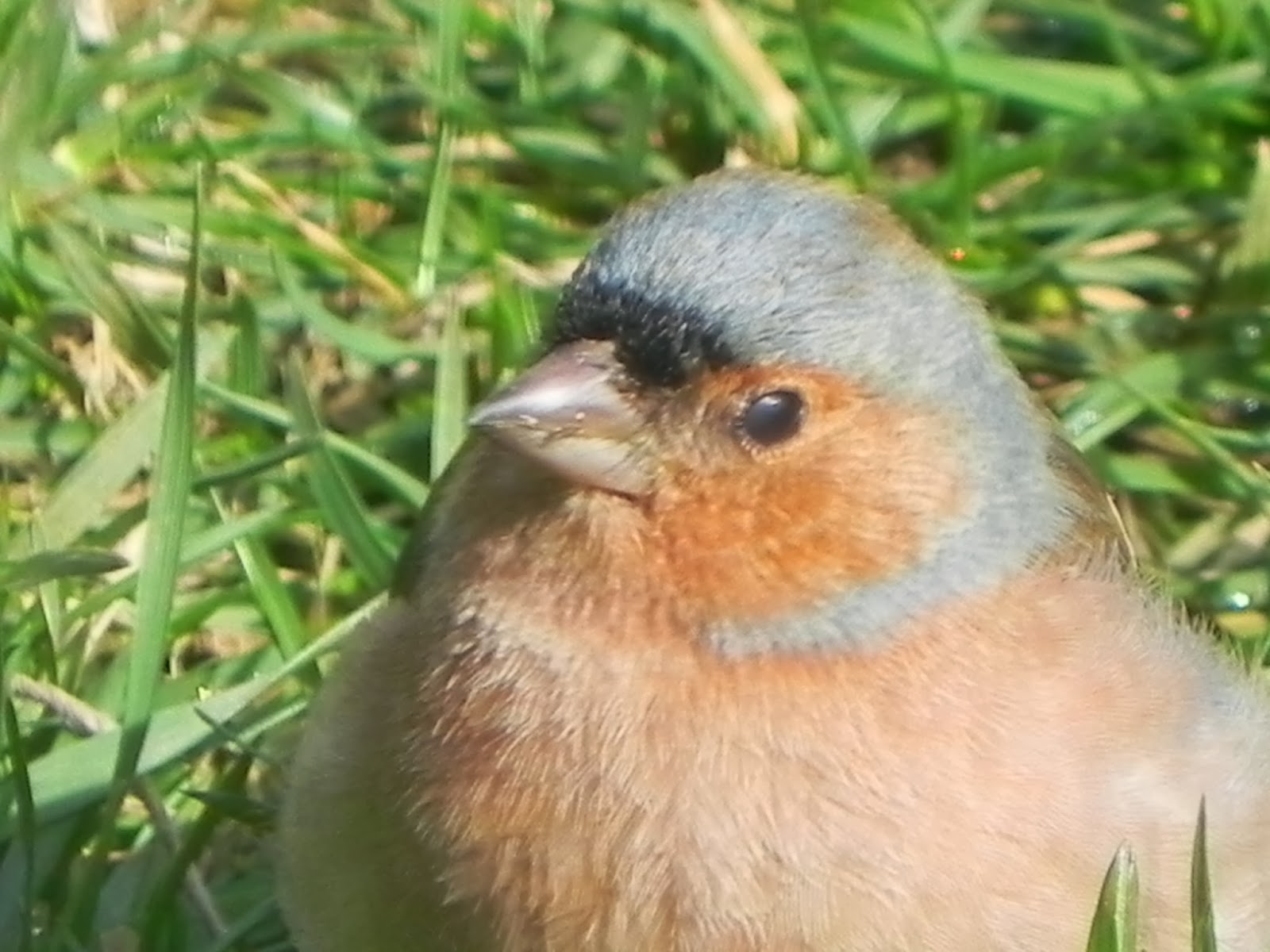 Welcome to the Fantastic World of Birds from Italy: Il fringuello ...