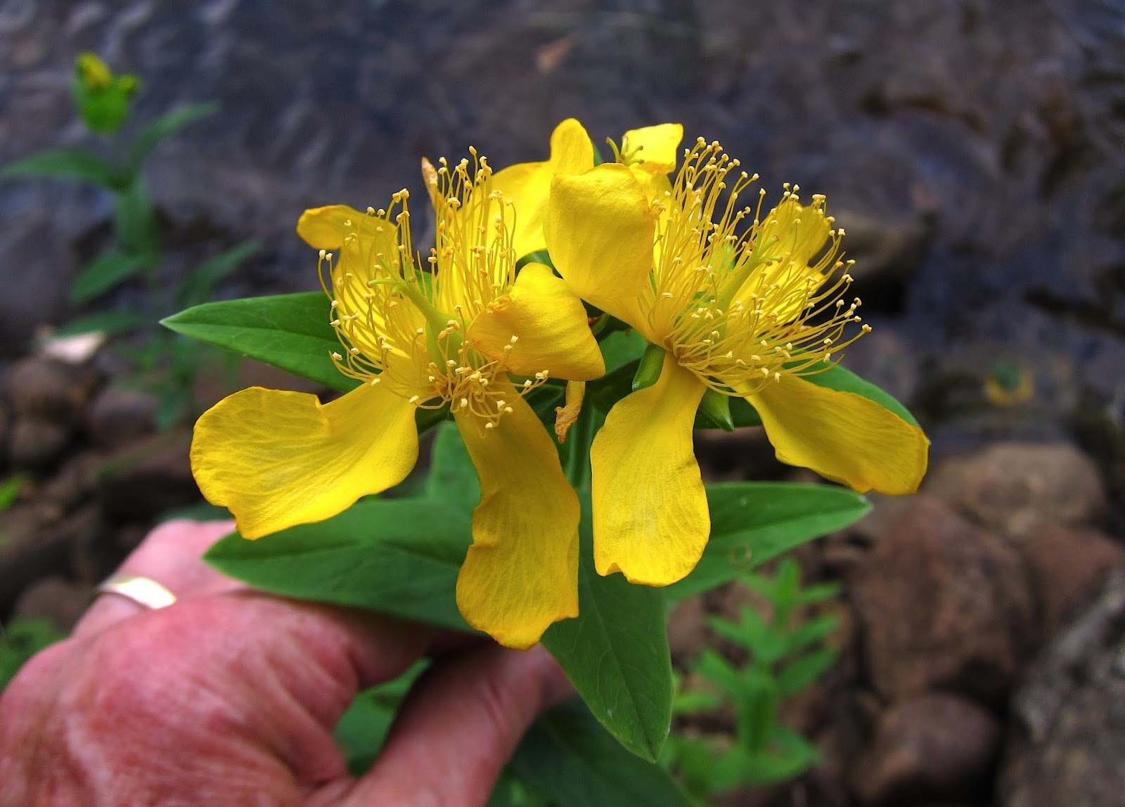 Saratoga woods and waterways: Rare and Protected Plants of Moreau Lake ...