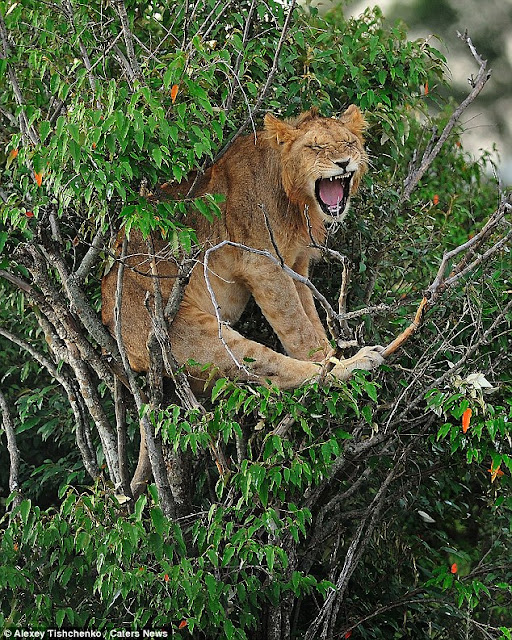 White Wolf : Hapless lion cub's clumsy bid to climb out of a tree ...